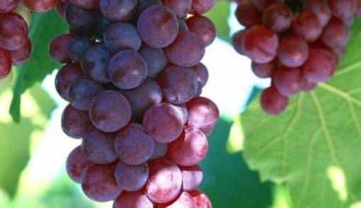 Menelan Sebiji Anggur, Seorang Balita Harus Menjalani Operasi Karena ...